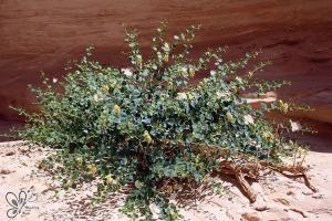 Caper Bush ~ Part I – Wandering through Wadis