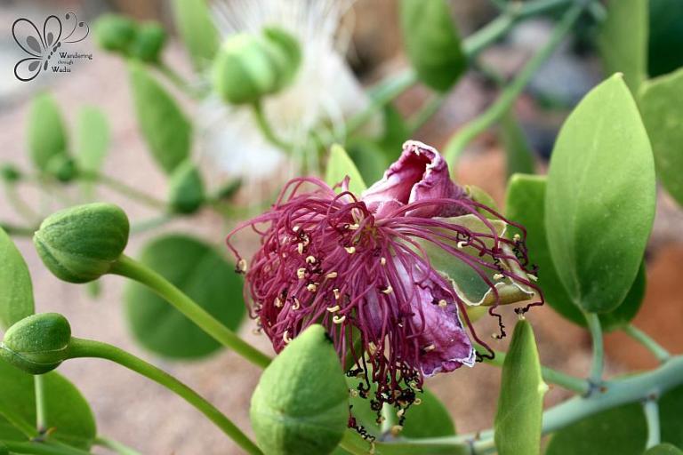 Caper Bush ~ Part I – Wandering through Wadis