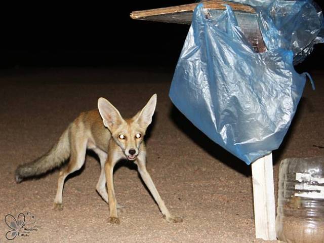 Egyptian Red Fox – Wandering through Wadis