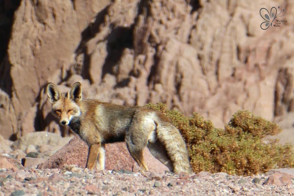 Egyptian Red Fox – Wandering through Wadis