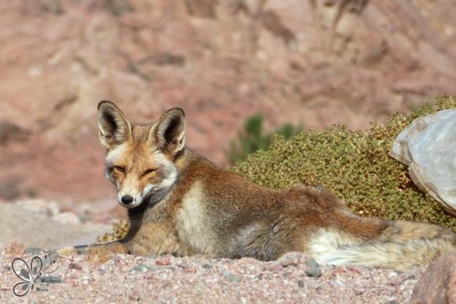 Egyptian Red Fox – Wandering through Wadis