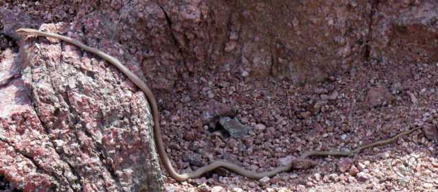 Saharan Sand Snake – Wandering through Wadis
