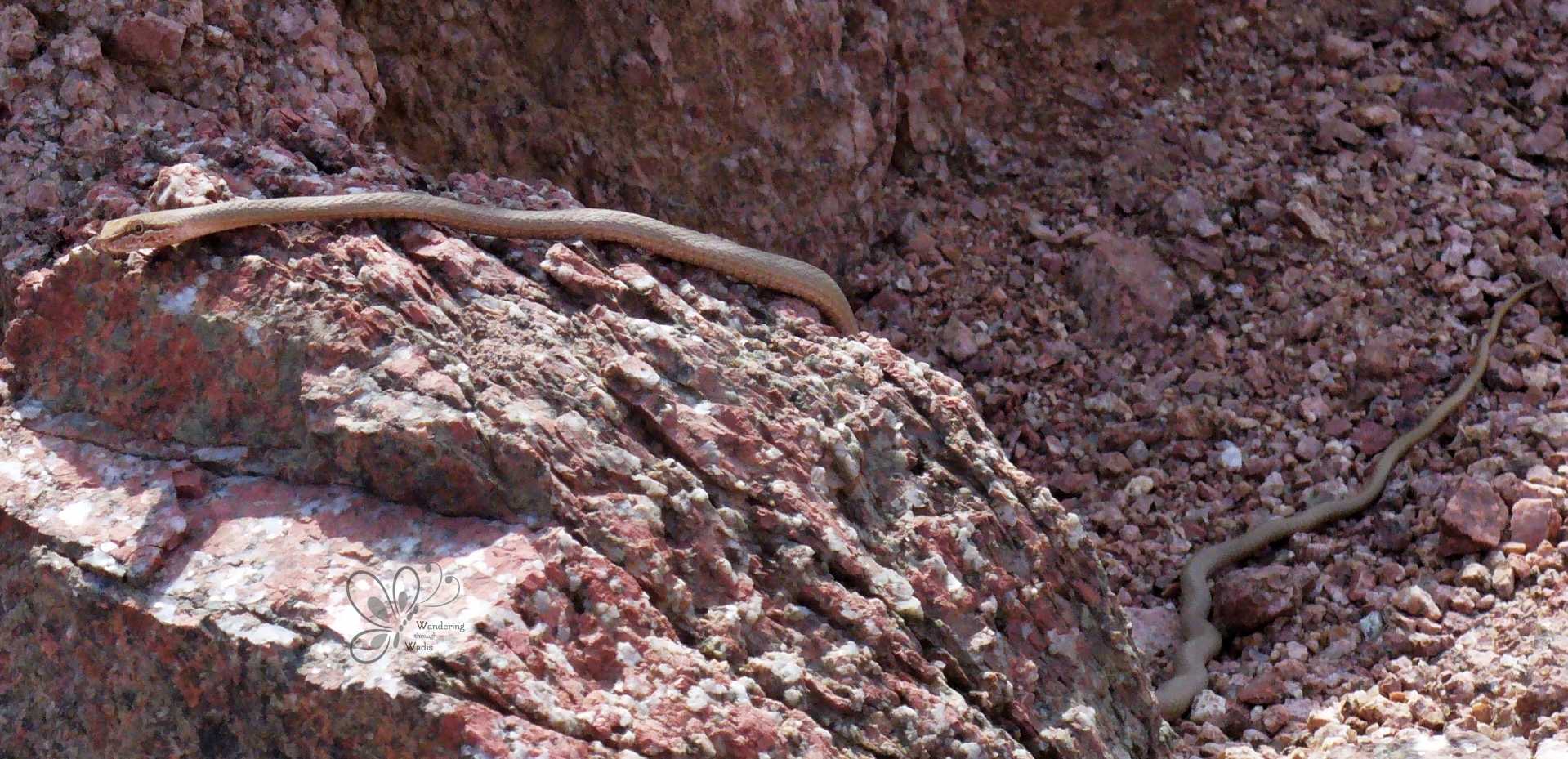 Saharan Sand Snake – Wandering through Wadis