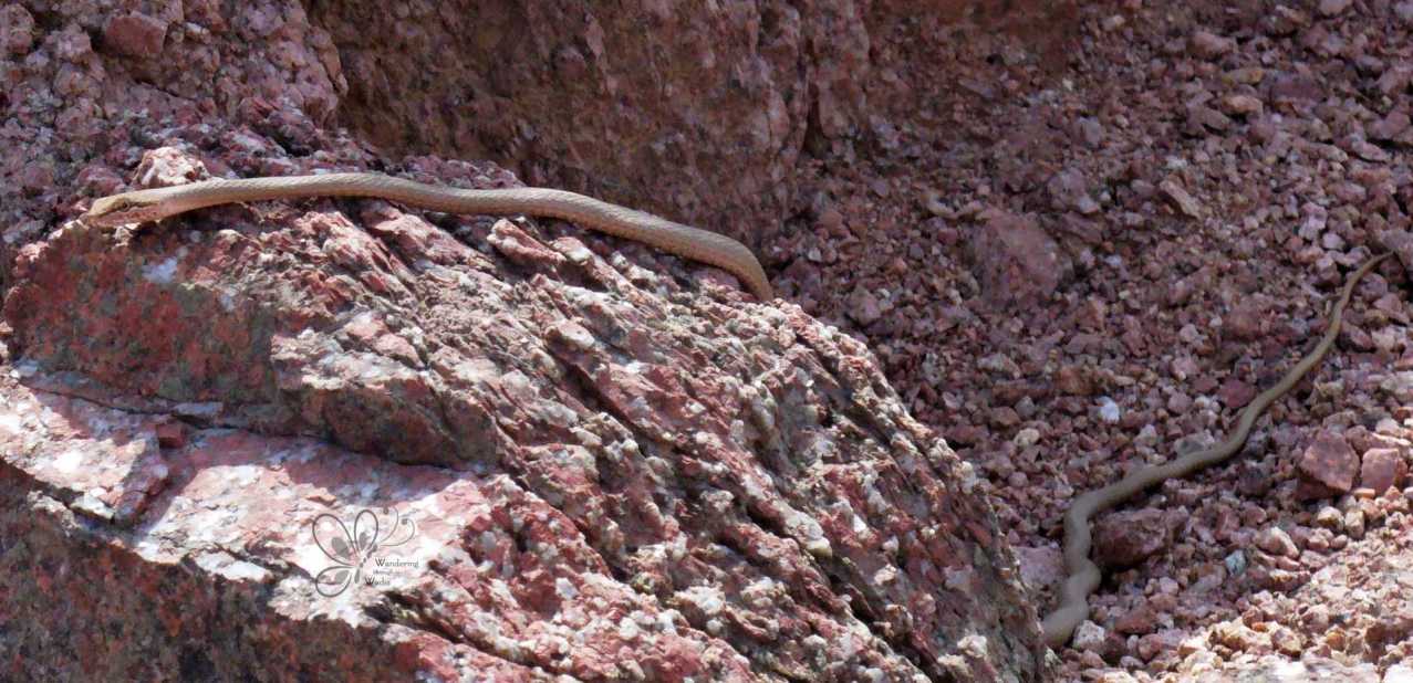 Saharan Sand Snake – Wandering through Wadis