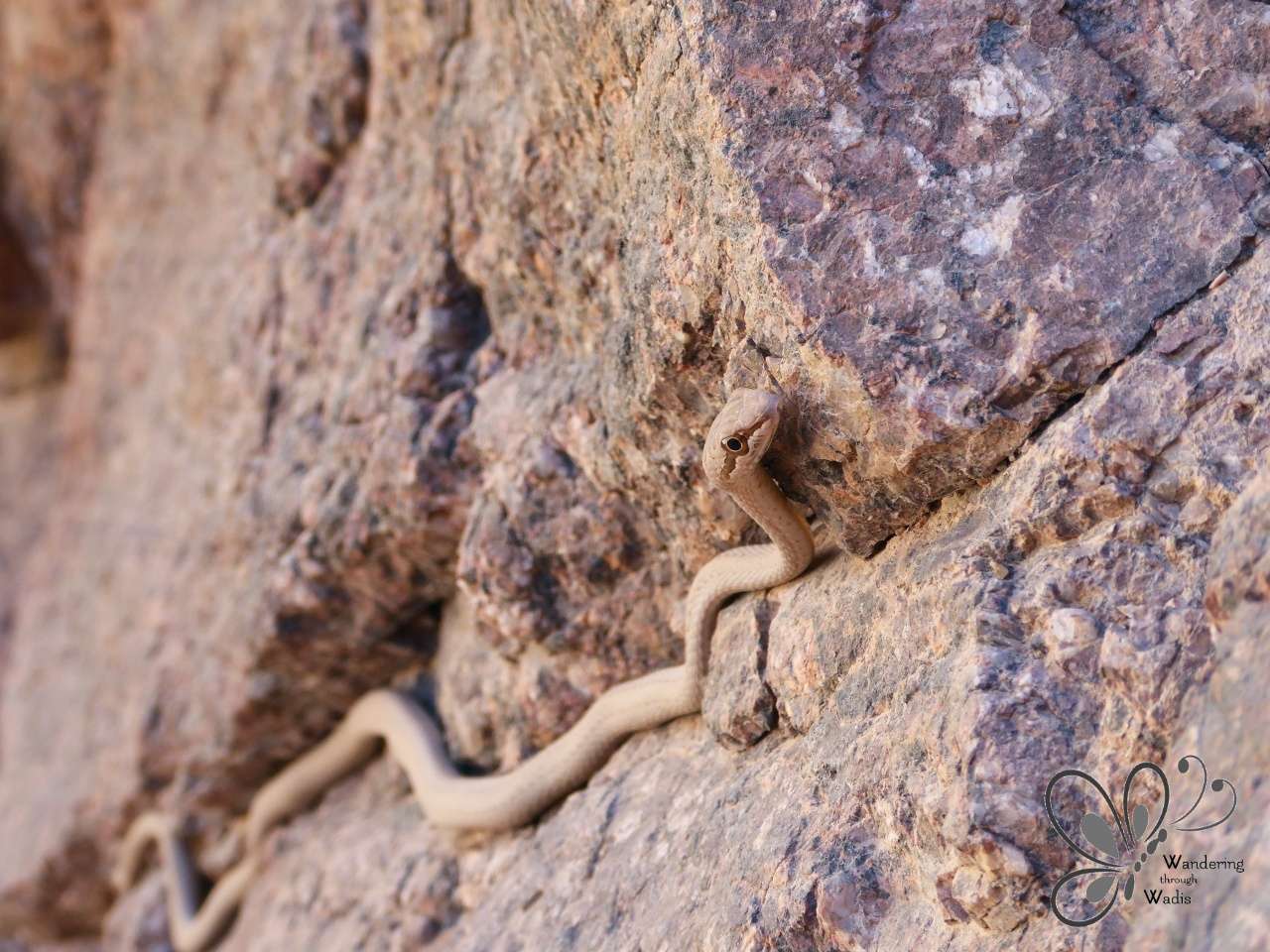 Saharan Sand Snake – Wandering through Wadis