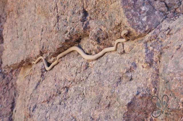 Saharan Sand Snake – Wandering through Wadis
