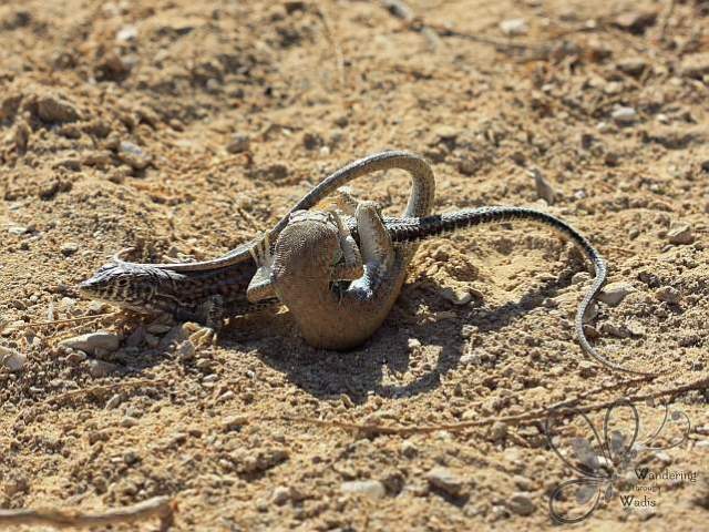 Bosc’s Fringe-toed Lizard – Wandering through Wadis