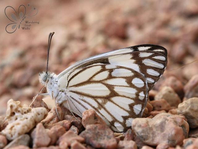 African Caper White Butterfly – Wandering through Wadis