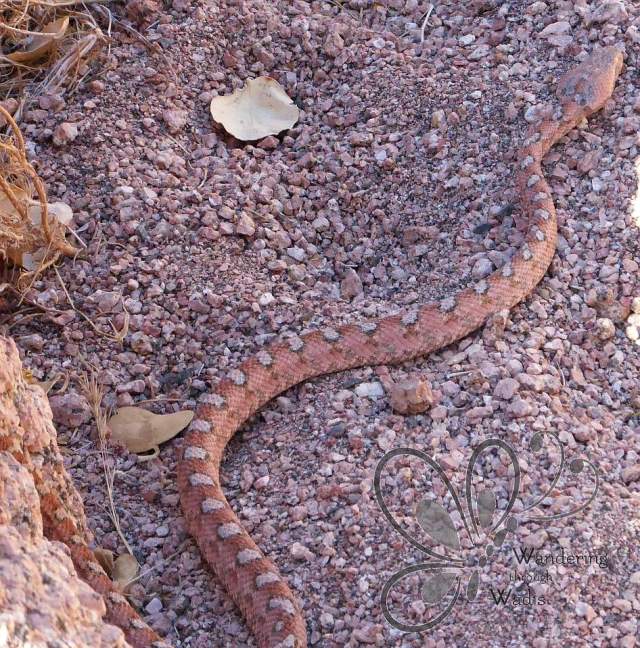 Burton’s Carpet Viper – Wandering through Wadis