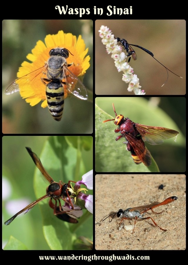 Wasps in Sinai – Wandering through Wadis