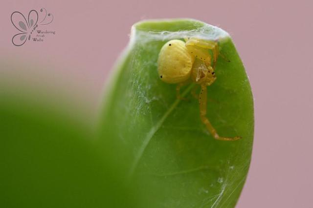 Flower Crab Spider – Wandering through Wadis