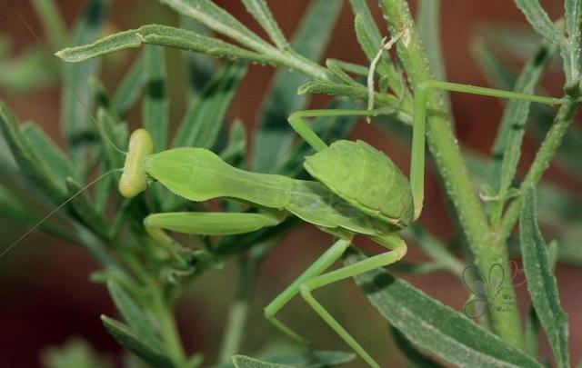 Giant African Mantis – Wandering through Wadis