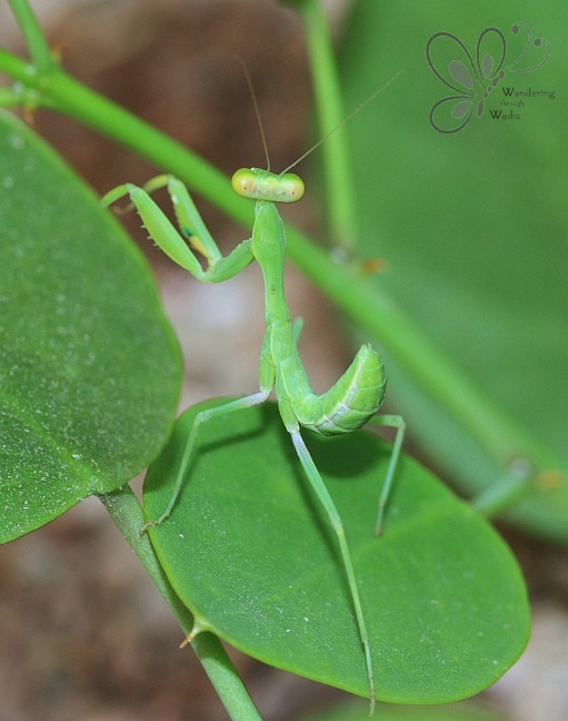 Giant African Mantis – Wandering through Wadis