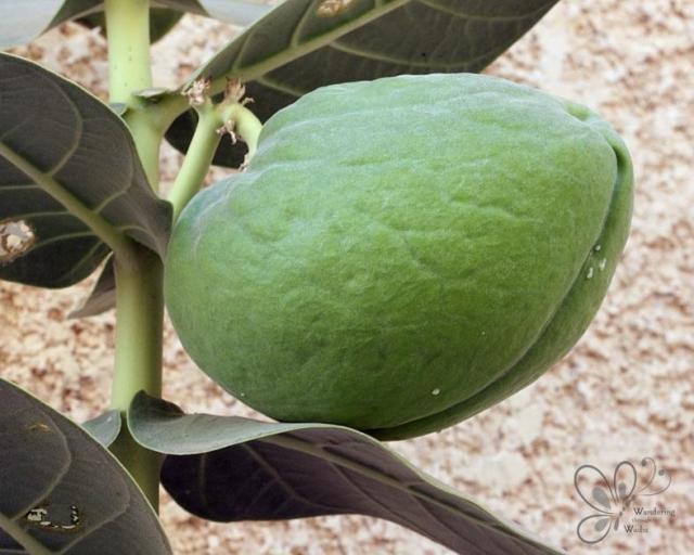 Dead Sea Apple Tree – Wandering through Wadis