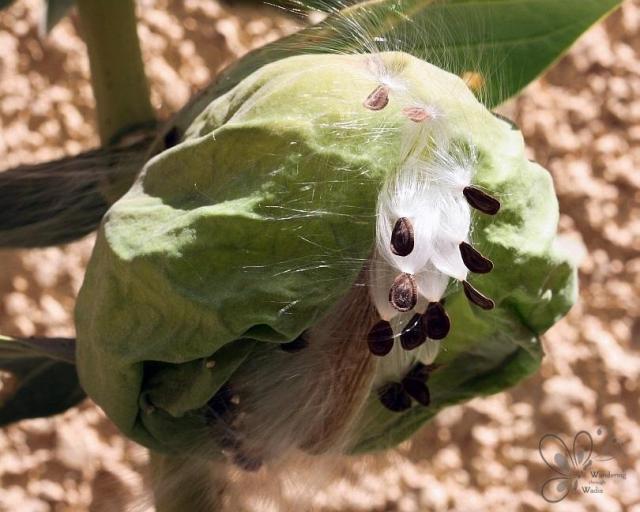 Dead Sea Apple Tree – Wandering through Wadis