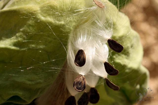 Dead Sea Apple Tree – Wandering through Wadis