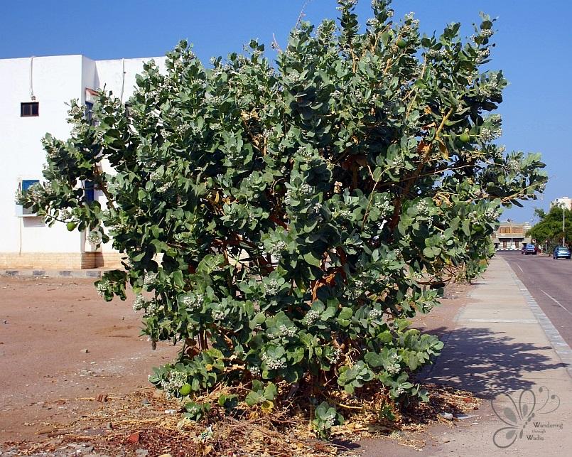 Dead Sea Apple Tree – Wandering through Wadis