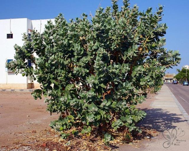 Dead Sea Apple Tree – Wandering through Wadis