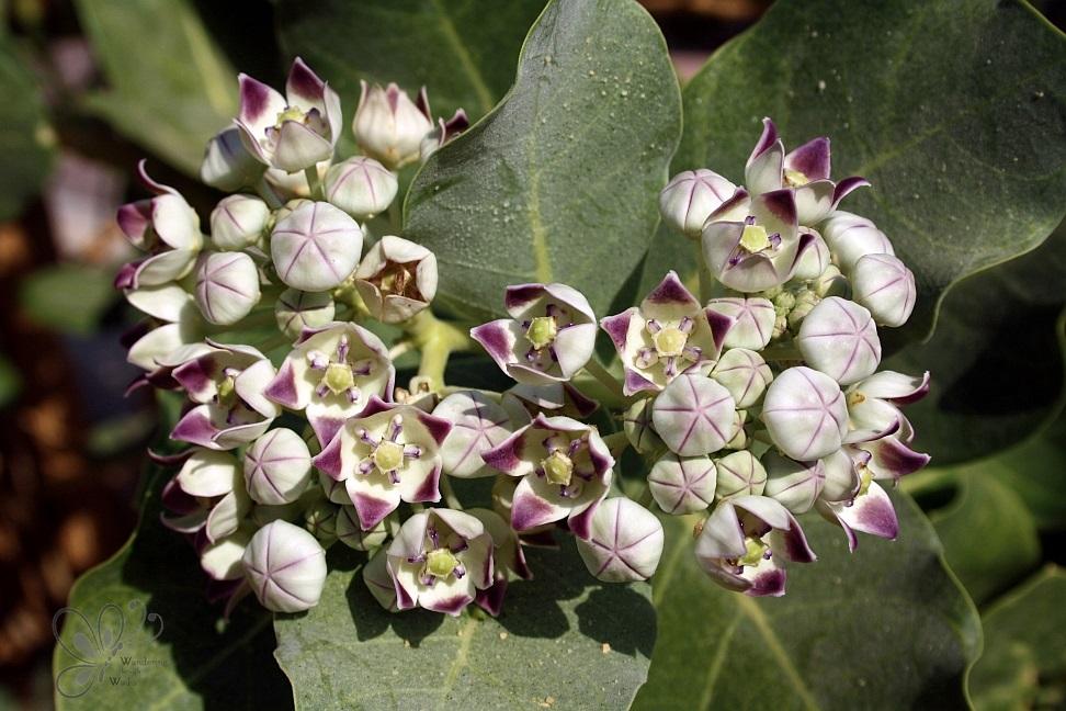 Dead Sea Apple Tree – Wandering through Wadis