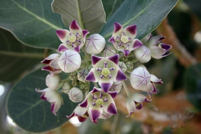 Dead Sea Apple Tree – Wandering through Wadis