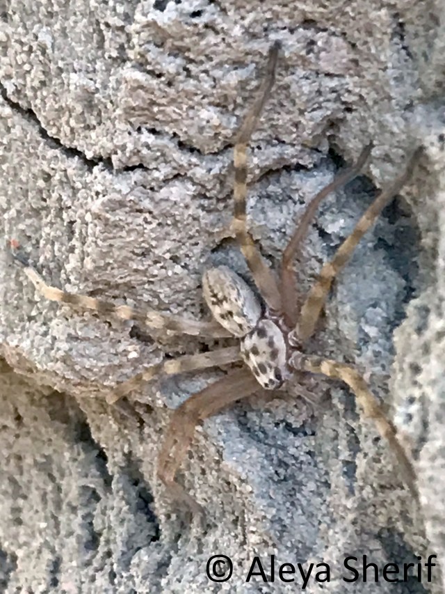 Huntsman Spider – Wandering through Wadis