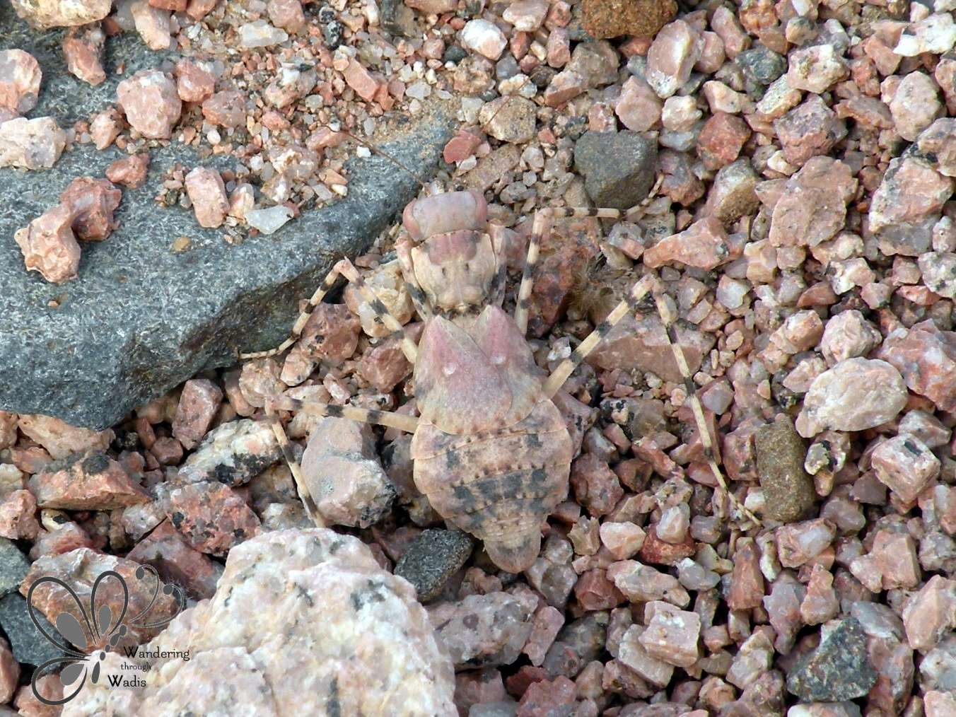 Desert Mantis – Wandering through Wadis