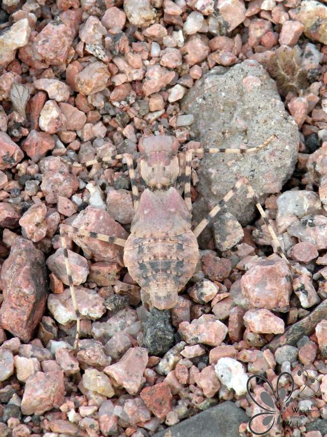 Desert Mantis – Wandering through Wadis