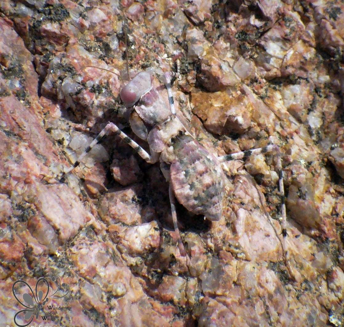 Desert Mantis – Wandering through Wadis