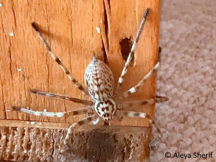 Huntsman Spider – Wandering through Wadis