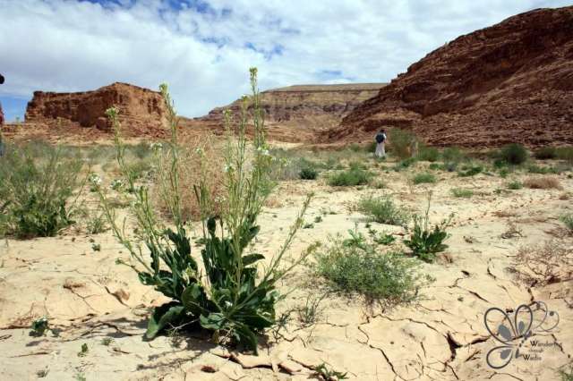 Desert Plant Adaptations (III) ~ Drought-escaping Plants – Wandering ...