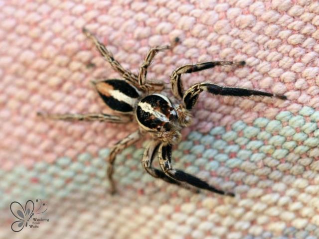 Pantropical Jumping Spider – Wandering through Wadis