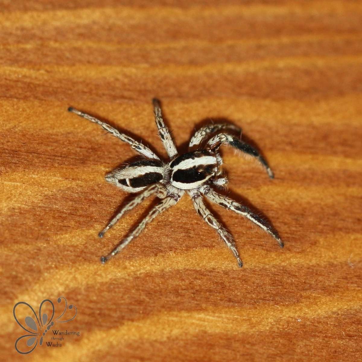 Pantropical Jumping Spider – Wandering through Wadis
