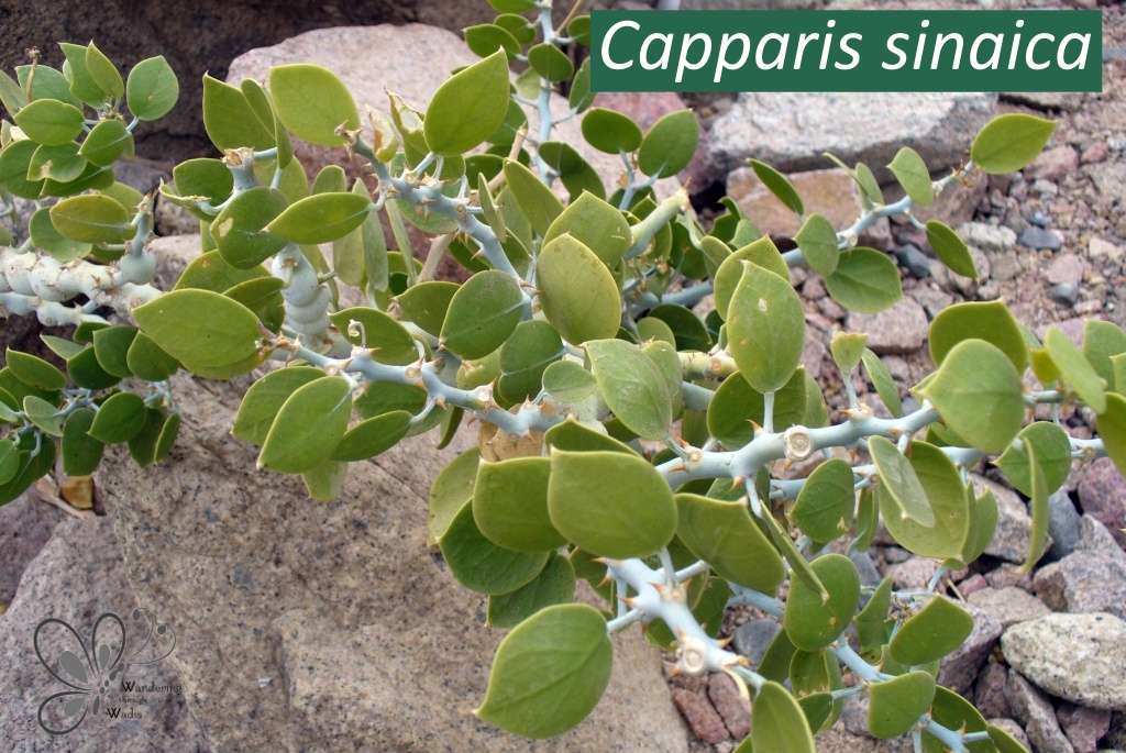 Desert Plant Adaptations (IV) ~ Leaf Adaptations – Wandering through Wadis