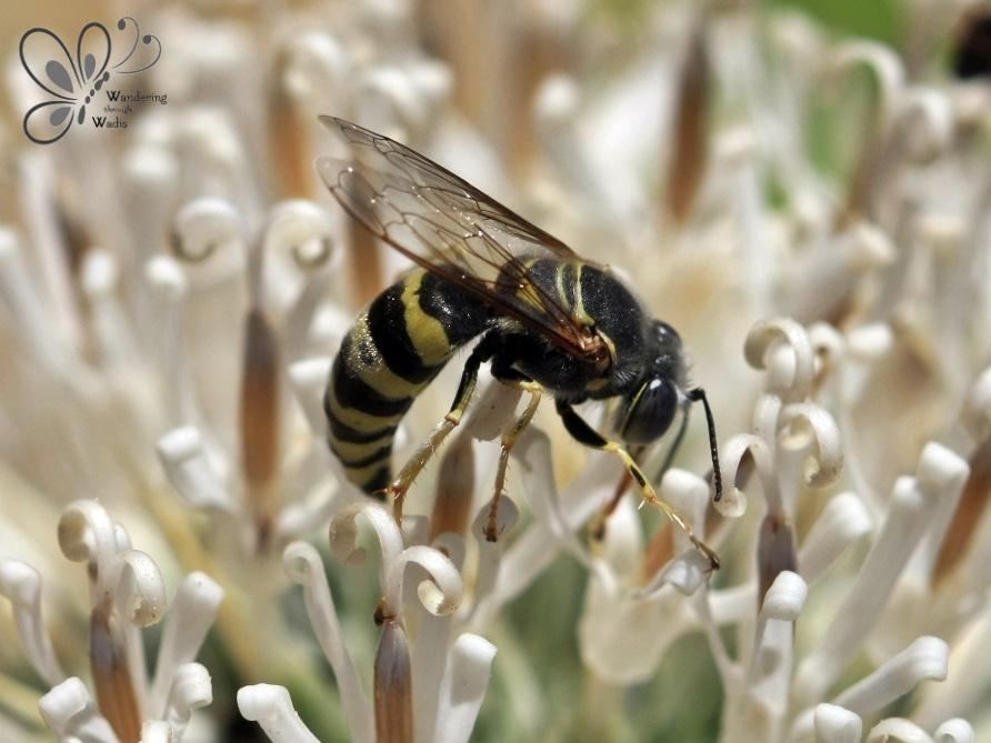 Sand Wasp – Wandering through Wadis