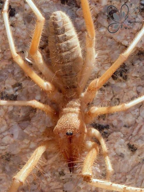 Camel Spider – Wandering through Wadis