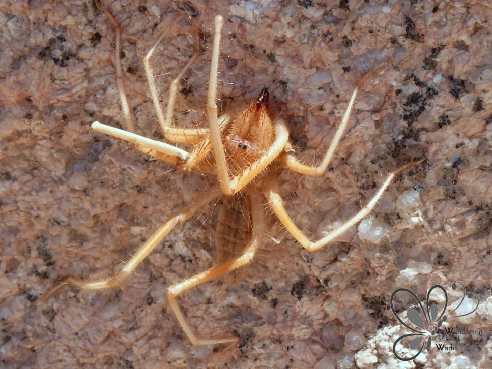 Camel Spider – Wandering through Wadis