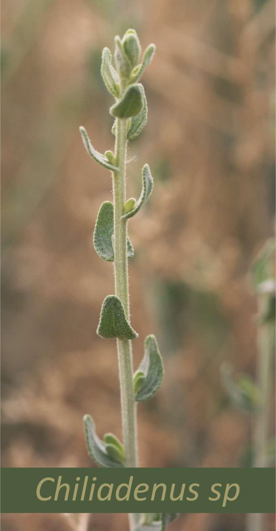 Leaf Morphology: Arrangement – Wandering through Wadis