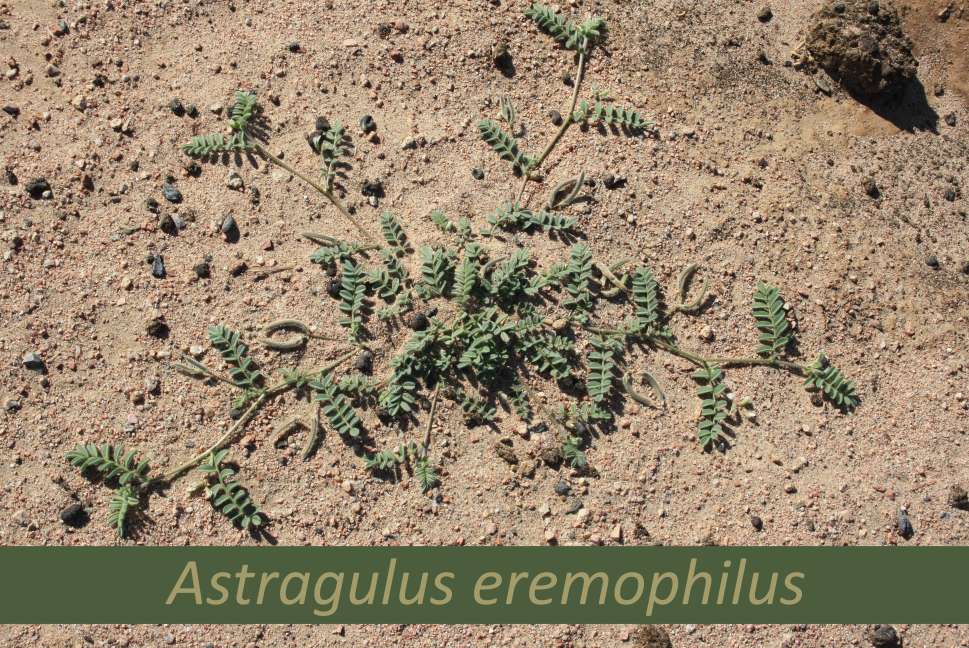 Leaf Morphology: Arrangement – Wandering through Wadis