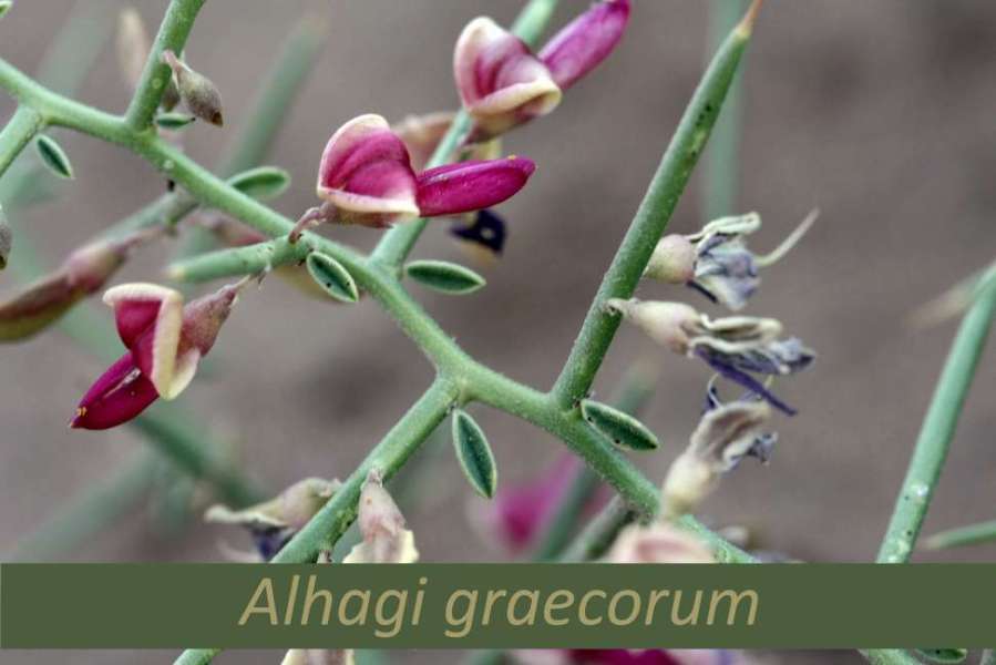 Leaf Morphology: Arrangement – Wandering through Wadis