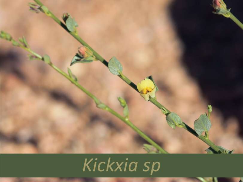 Leaf Morphology: Arrangement – Wandering through Wadis