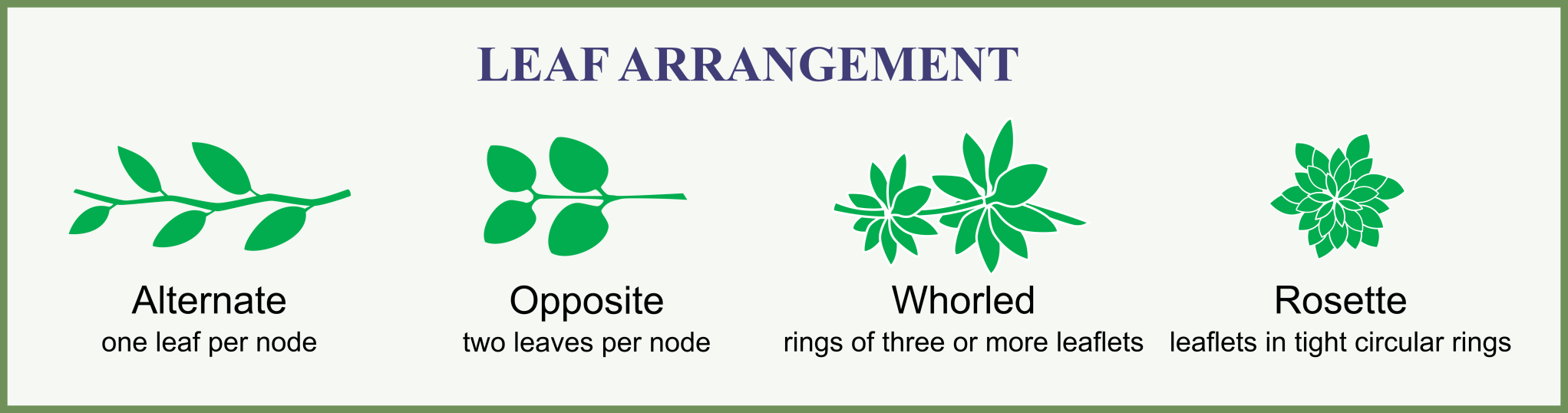 Leaf Morphology: Arrangement – Wandering through Wadis