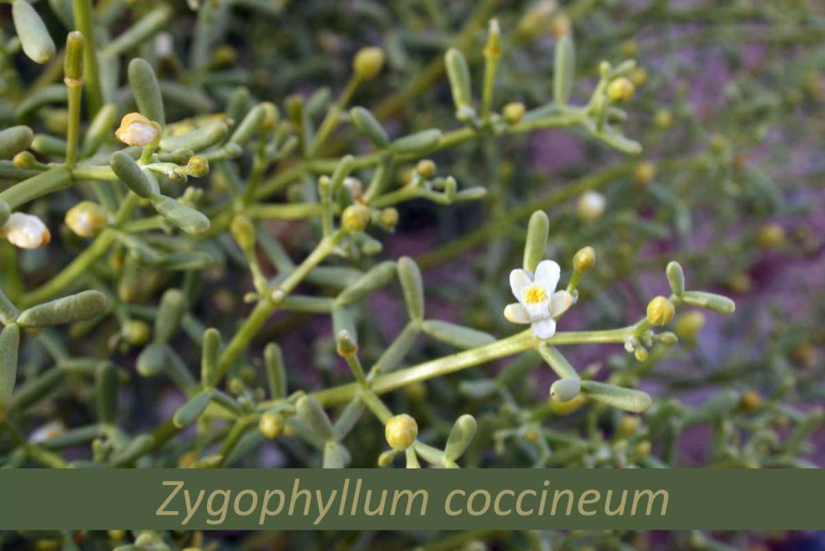 Leaf Morphology: Arrangement – Wandering through Wadis