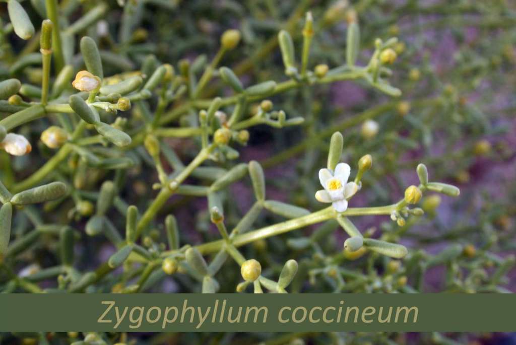 Leaf Morphology: Arrangement – Wandering through Wadis