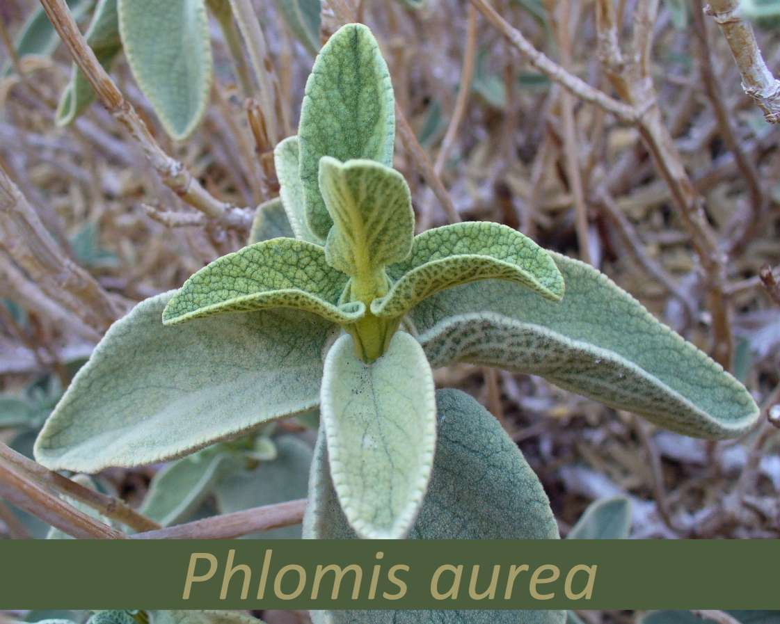 Leaf Morphology: Arrangement – Wandering through Wadis