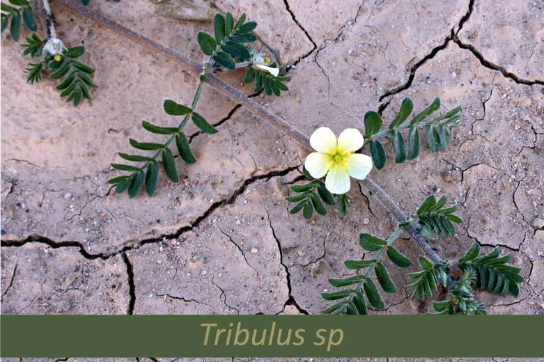 Leaf Morphology: Arrangement – Wandering through Wadis