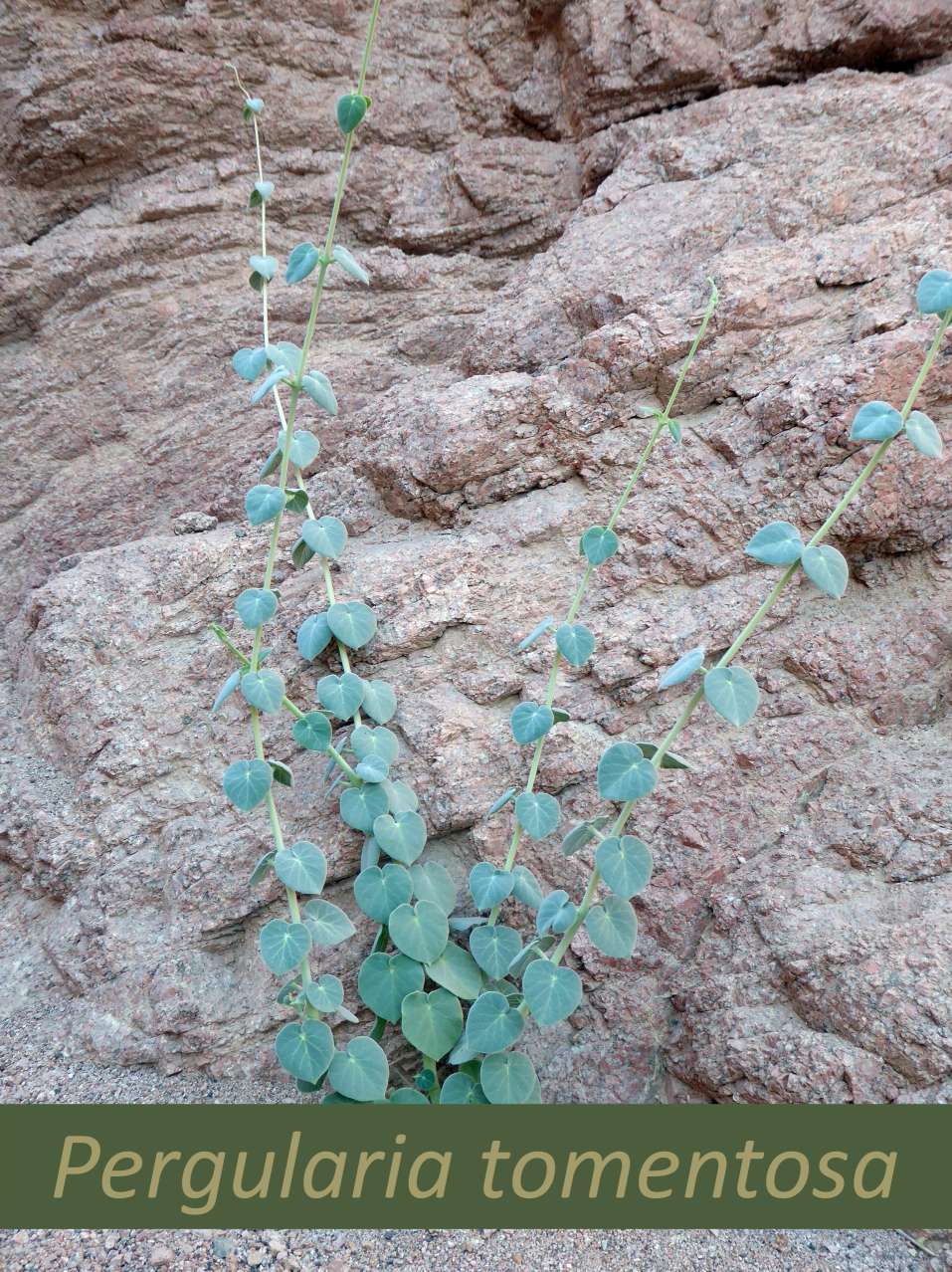 Leaf Morphology: Arrangement – Wandering through Wadis