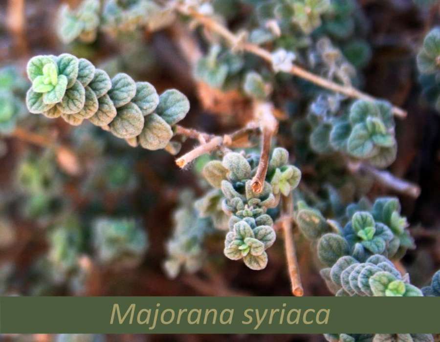 Leaf Morphology: Arrangement – Wandering through Wadis