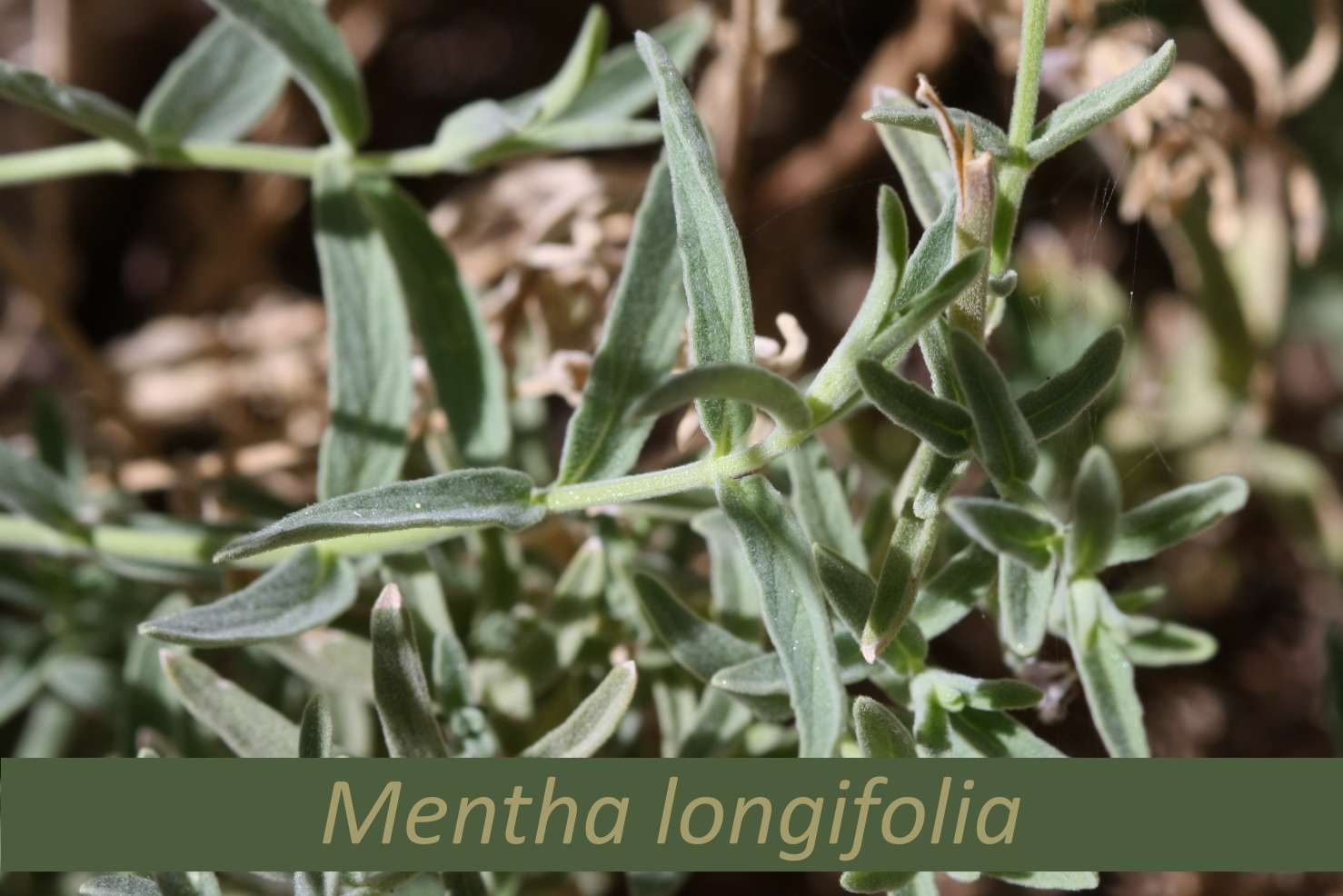 Leaf Morphology: Arrangement – Wandering through Wadis