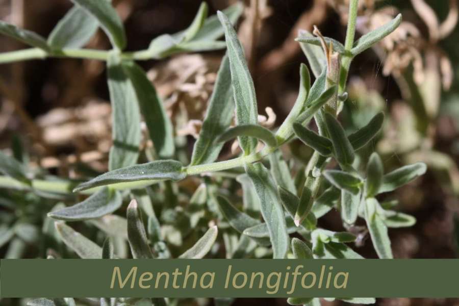 Leaf Morphology: Arrangement – Wandering through Wadis