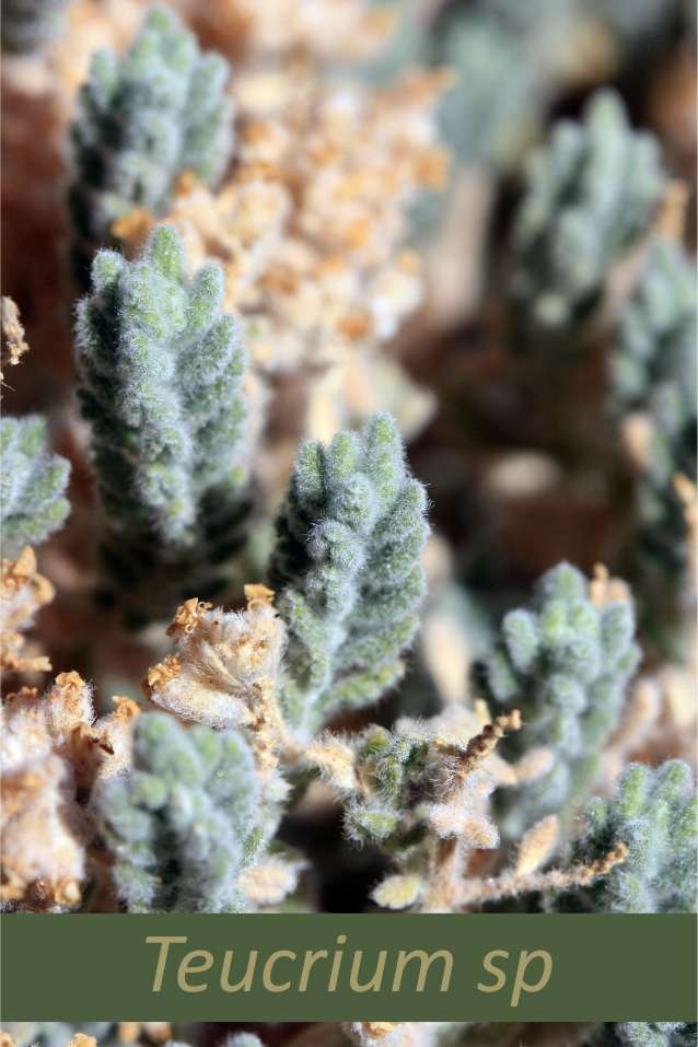 Leaf Morphology: Arrangement – Wandering through Wadis